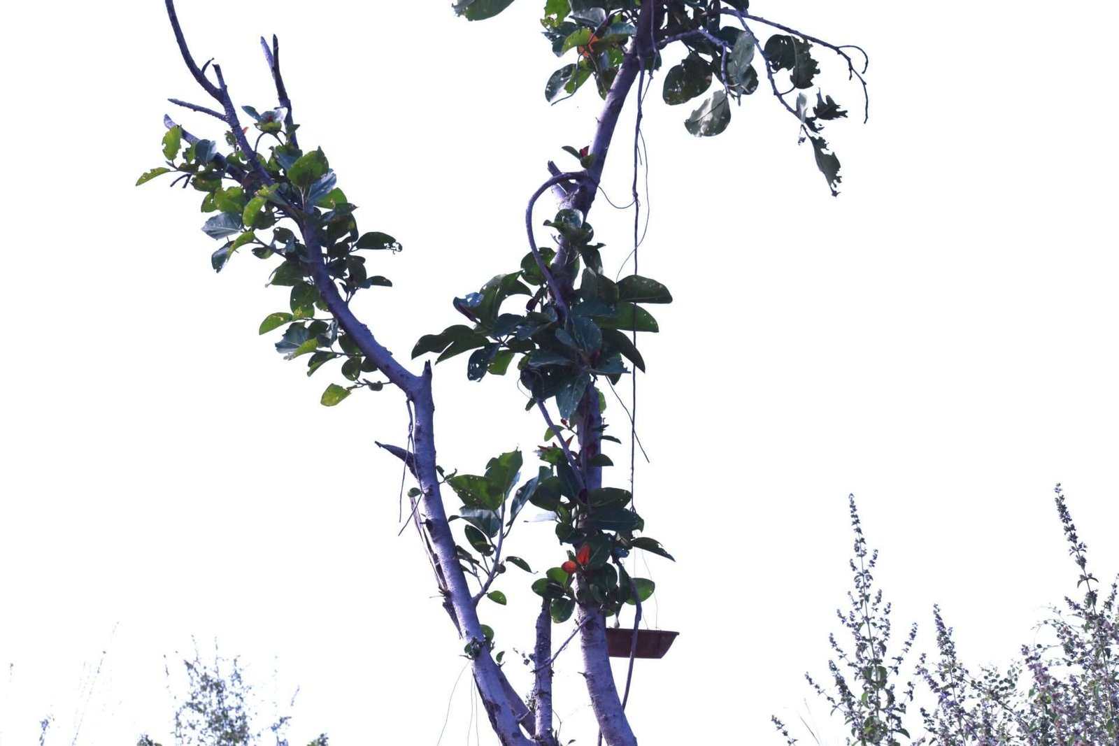 indigenous flora, particularly native trees, across diverse regions